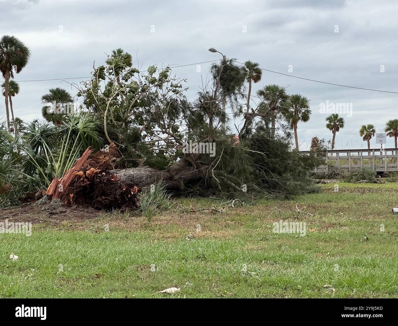 A downed tree is shown at MacDill Air Force Base, Florida, following ...