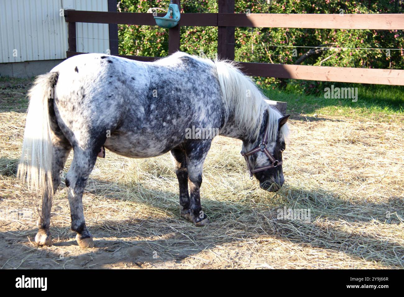 Spotted horse hi-res stock photography and images - Alamy
