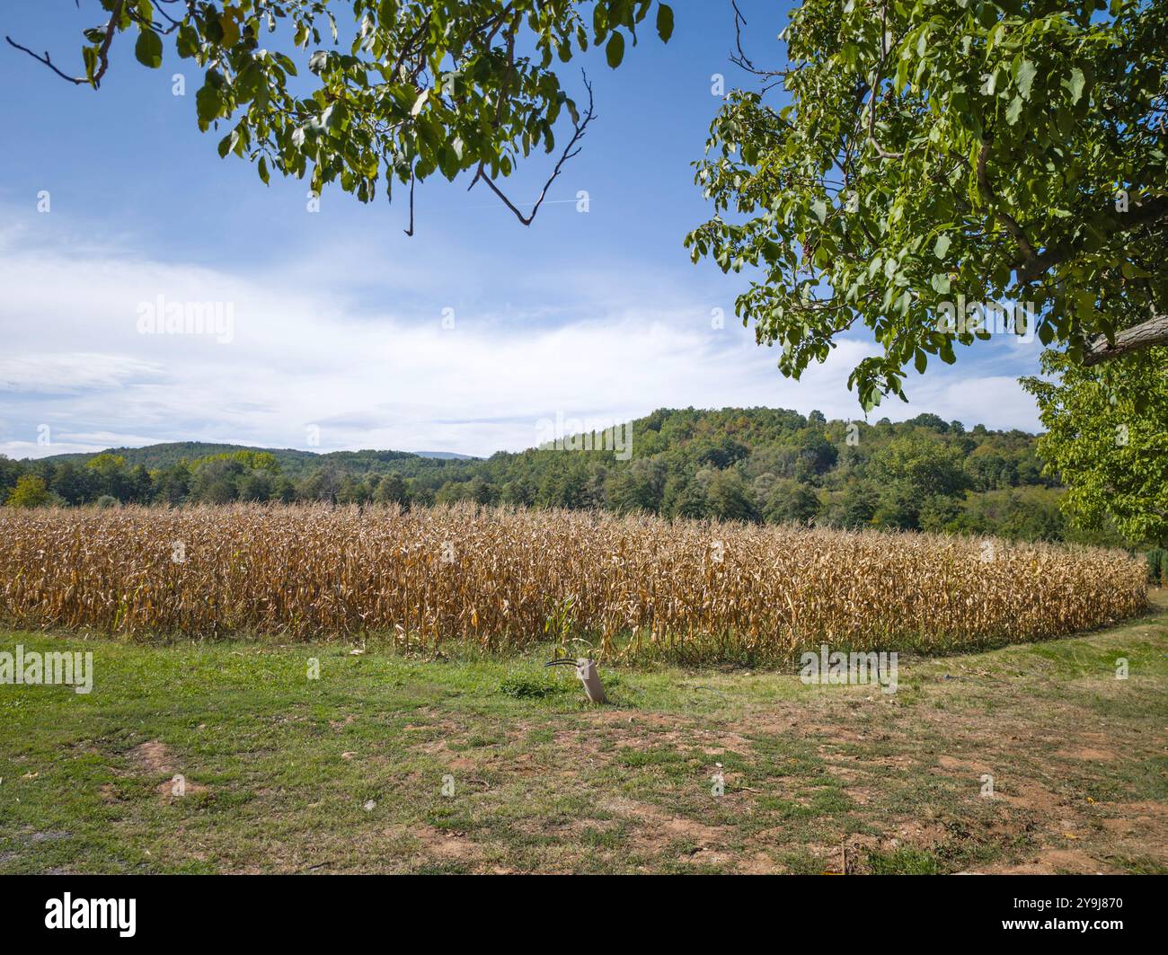 Amazing Summer Landscape of Jerma River Gorge at Vlaska Mountain ...