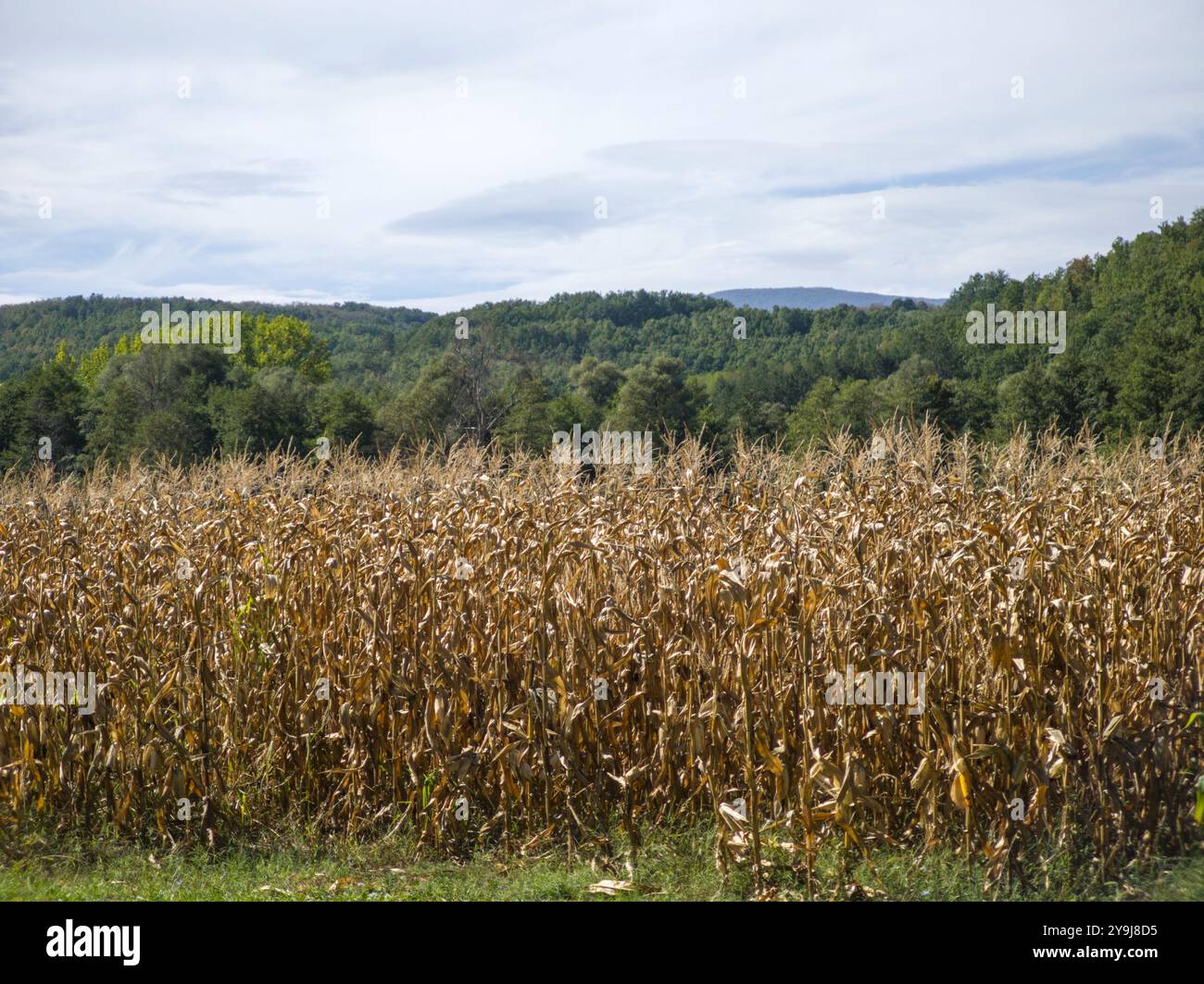 Amazing Summer Landscape of Jerma River Gorge at Vlaska Mountain ...