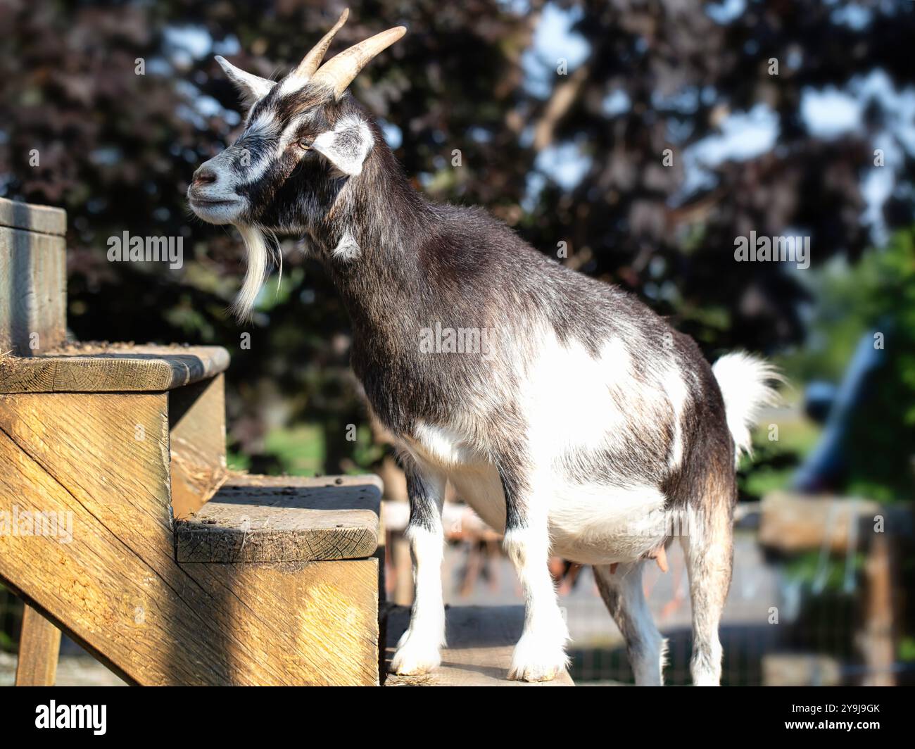 Black and White Goat Standing on Wooden Steps Stock Photo - Alamy