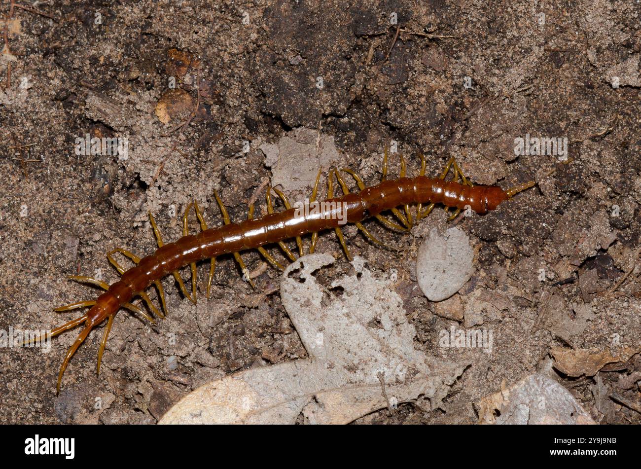 Centipede class chilopoda on hi-res stock photography and images - Alamy