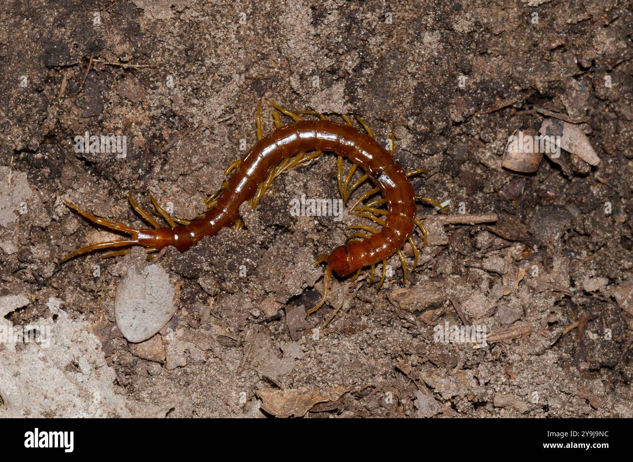 Centipede class chilopoda on hi-res stock photography and images - Alamy