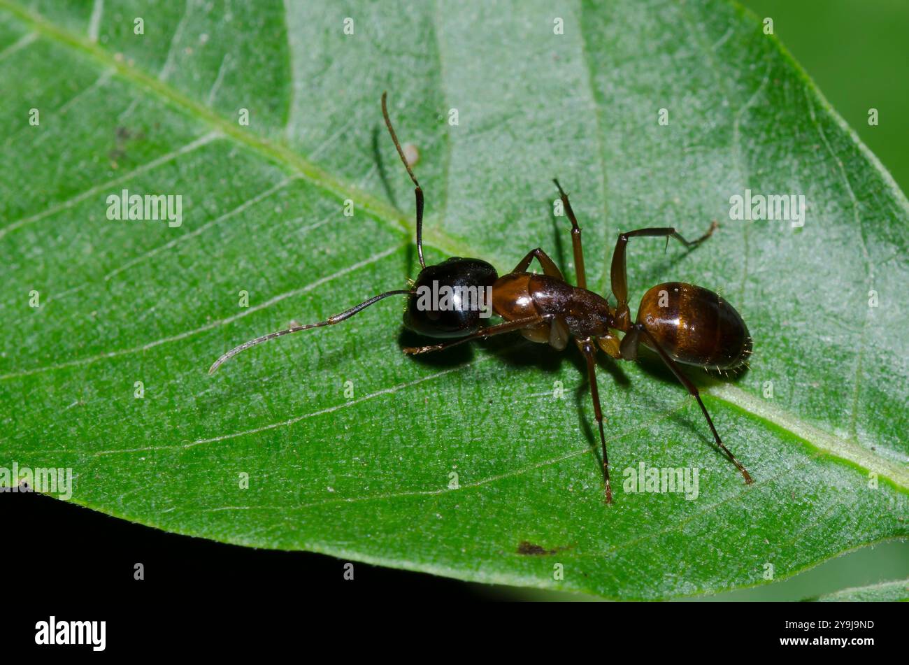 Carpenter Ant, Camponotus americanus Stock Photo - Alamy