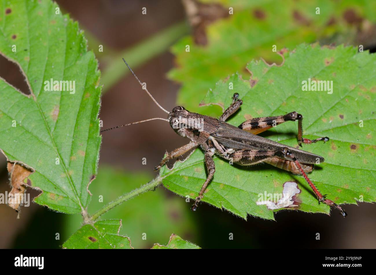 Spur-throated Grasshopper, Melanoplus sp Stock Photo - Alamy