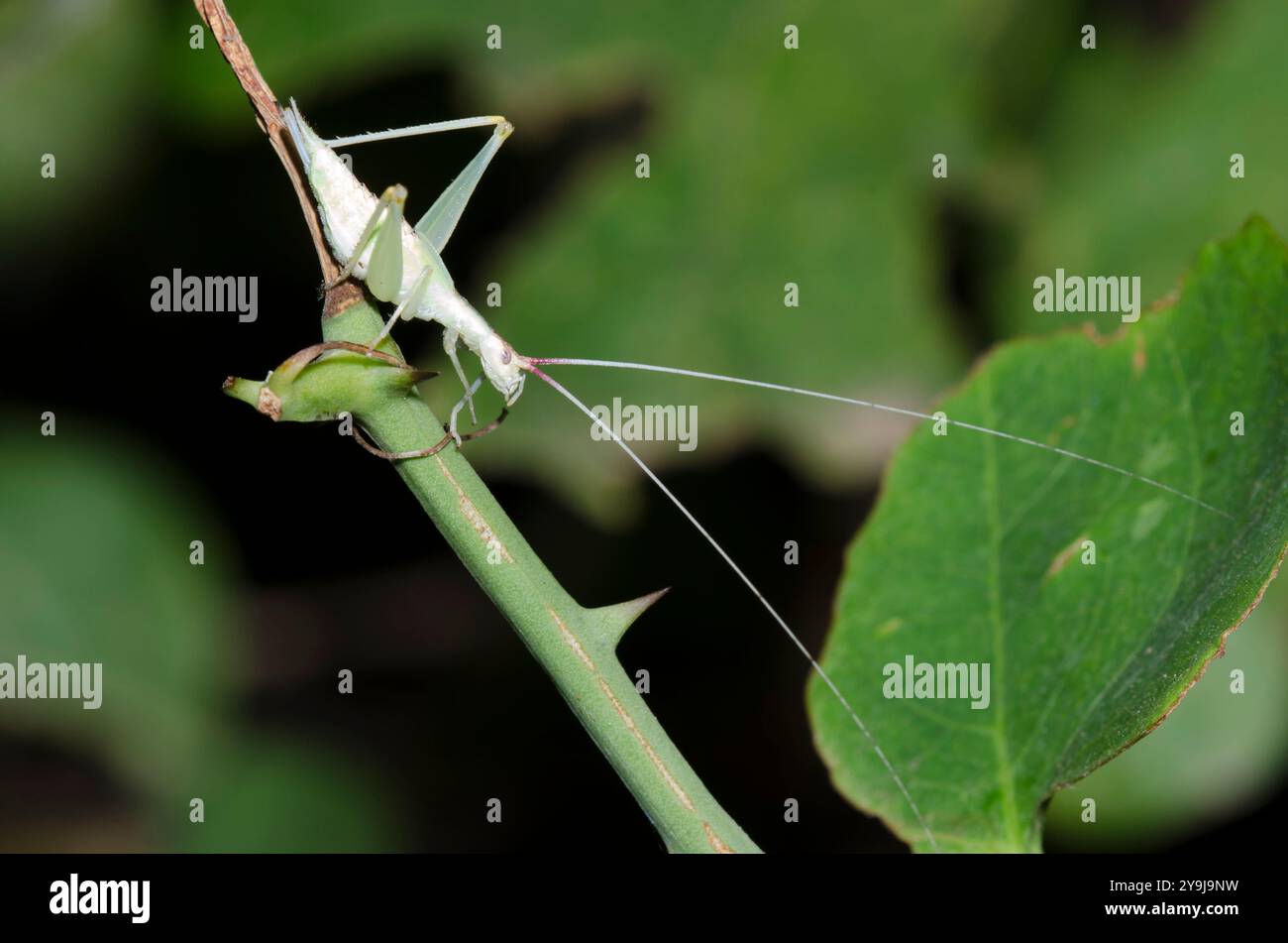 Common Tree Cricket, Oecanthus sp., female Stock Photo - Alamy