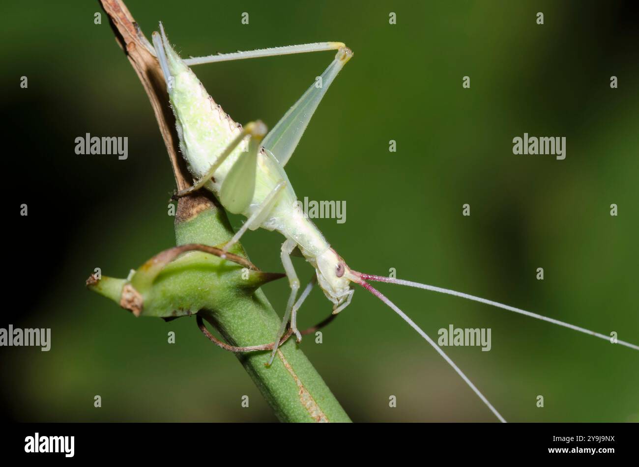 Common Tree Cricket, Oecanthus sp., female Stock Photo - Alamy