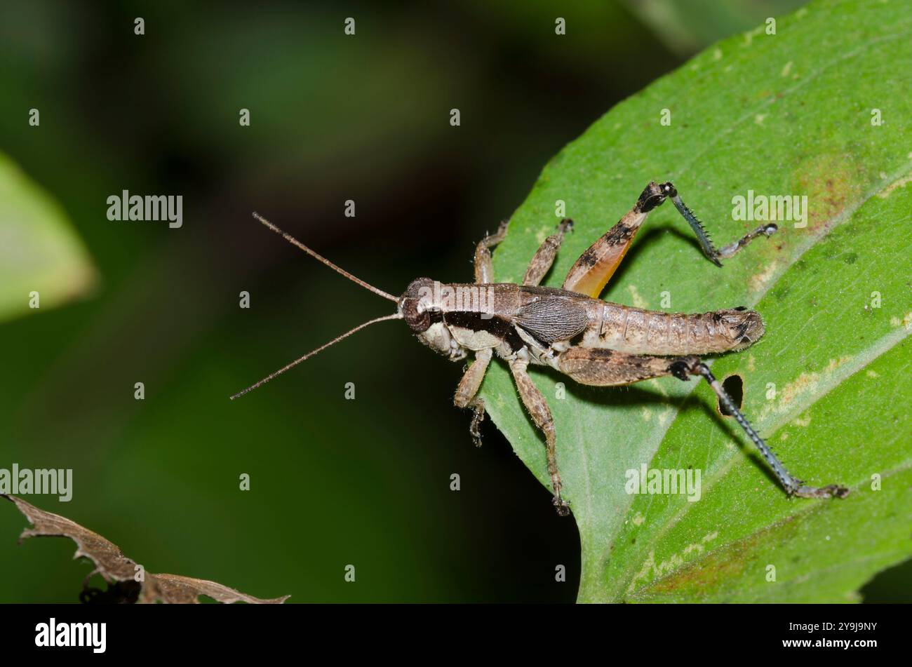 Spur-throated Grasshopper, Melanoplus sp., male Stock Photo - Alamy