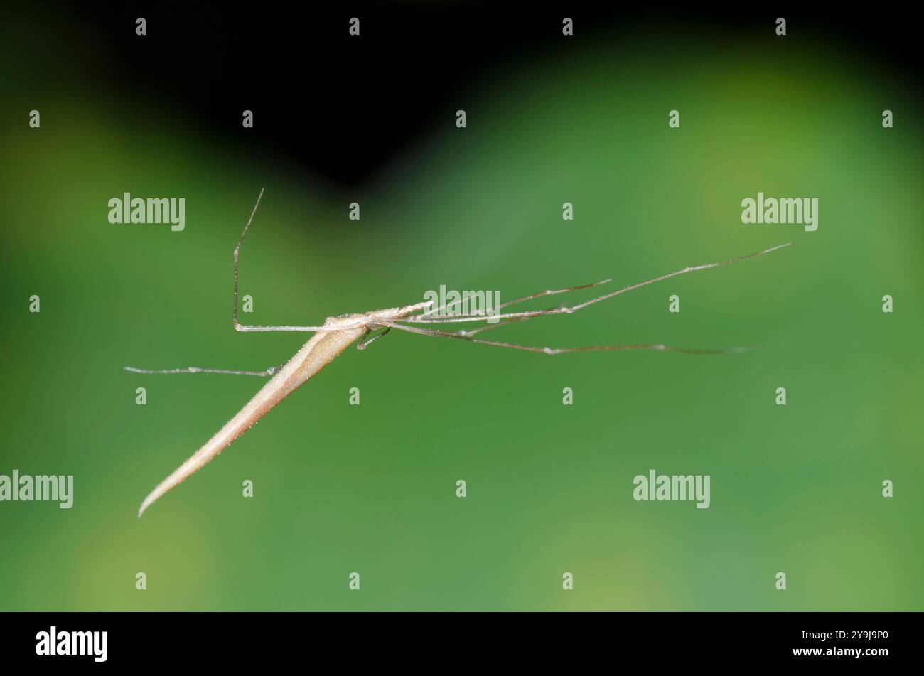 Cobweb Spider, Rhomphaea fictilium Stock Photo - Alamy