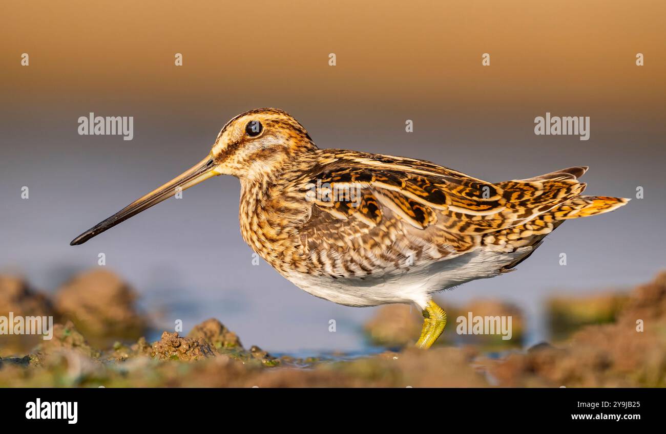 Common Snipe (Gallinago gallinago) is a bird that lives in wetlands and ...