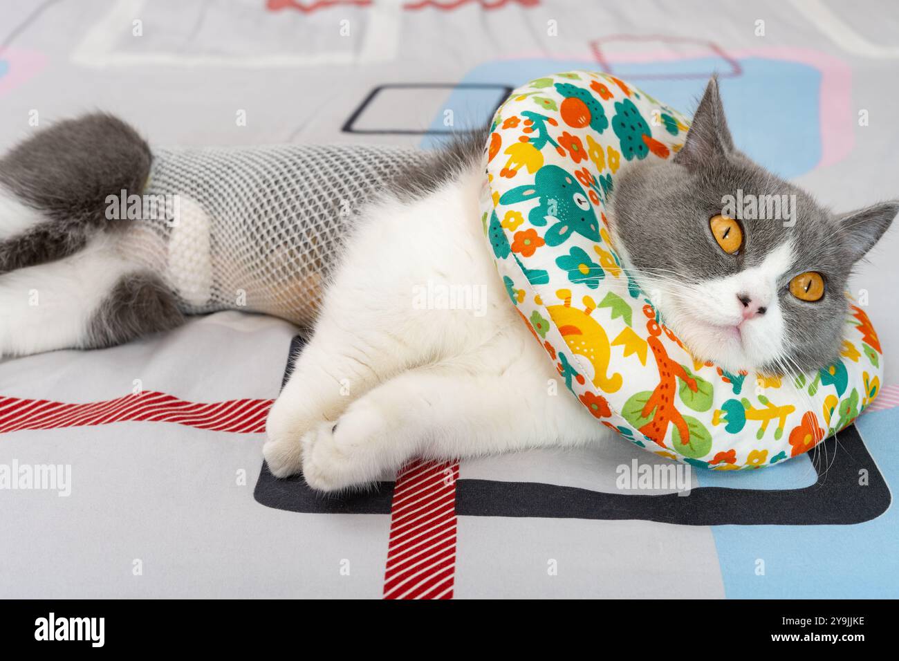 British shorthair cat healing from an operation and lying on a bed ...