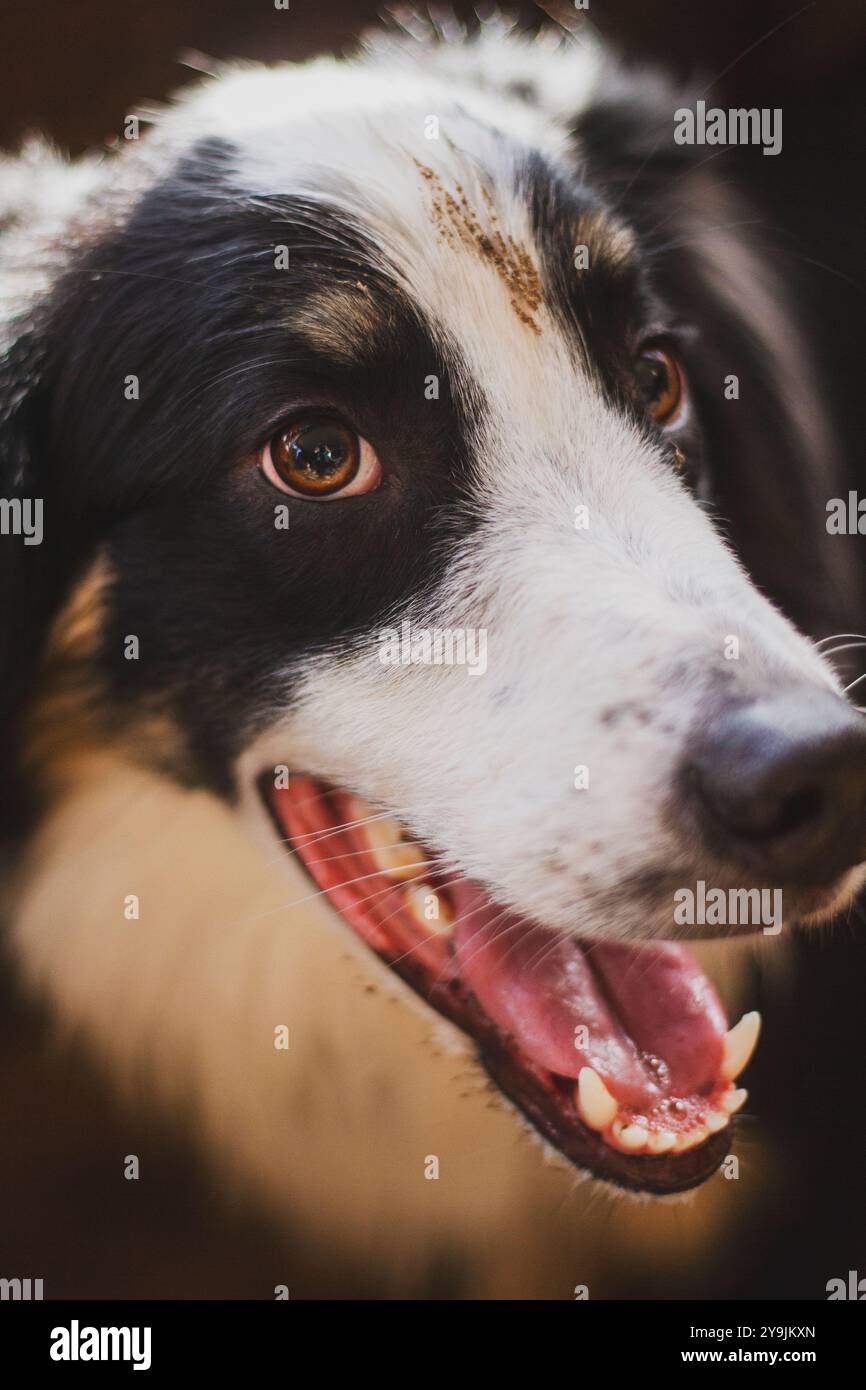 Wide angle photo of a border collie with a big smile on her face Stock ...