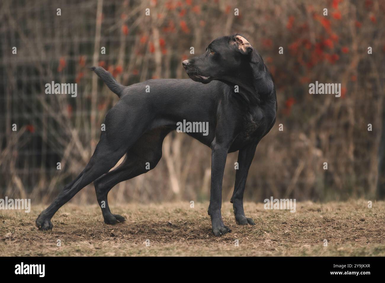 Portrait of an isolated black dog looking behind his back Stock Photo ...