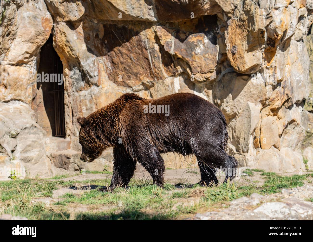 One of the oldest Zoo in Europe: Berlin Zoo. Big brown bear feels good ...