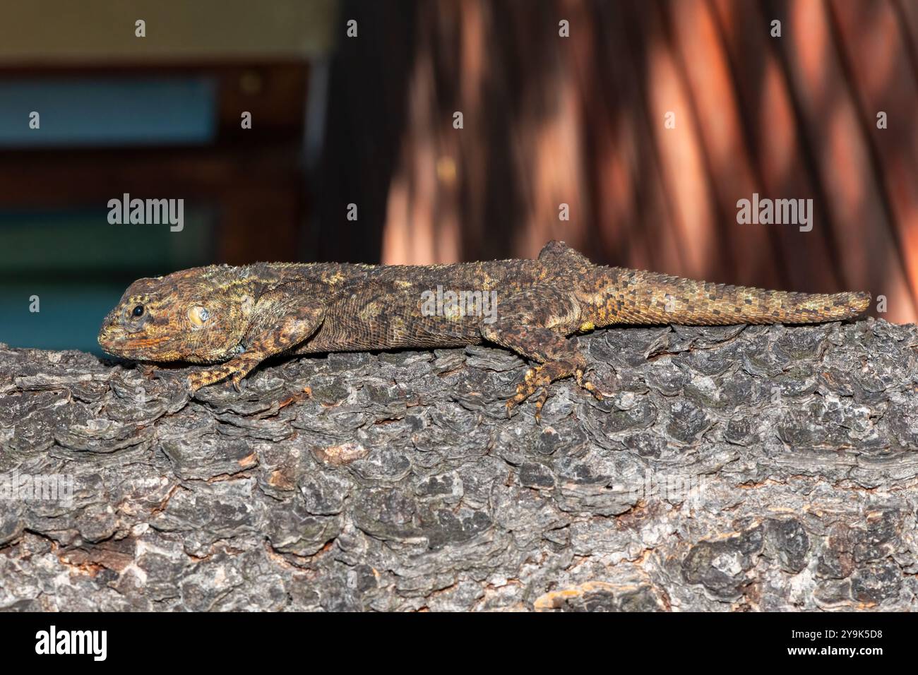 Falk’s Blue-headed Tree Agama (Acanthocercus cyanocephalus Stock Photo ...