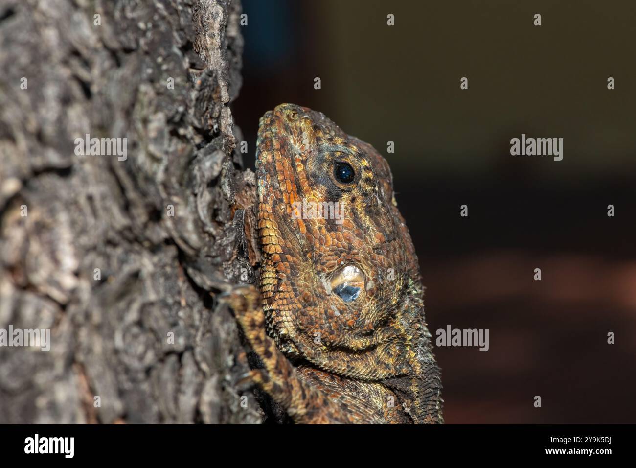 Falk’s Blue-headed Tree Agama (Acanthocercus cyanocephalus Stock Photo ...