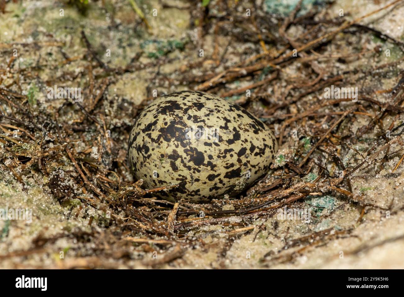 The Egg Of A Blacksmith Lapwing Vanellus Armatus Also Known As A
