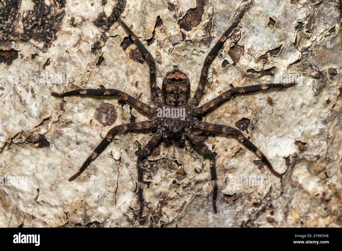 Flatties (Selenopidae), also called a wall crab spider or wall spider ...
