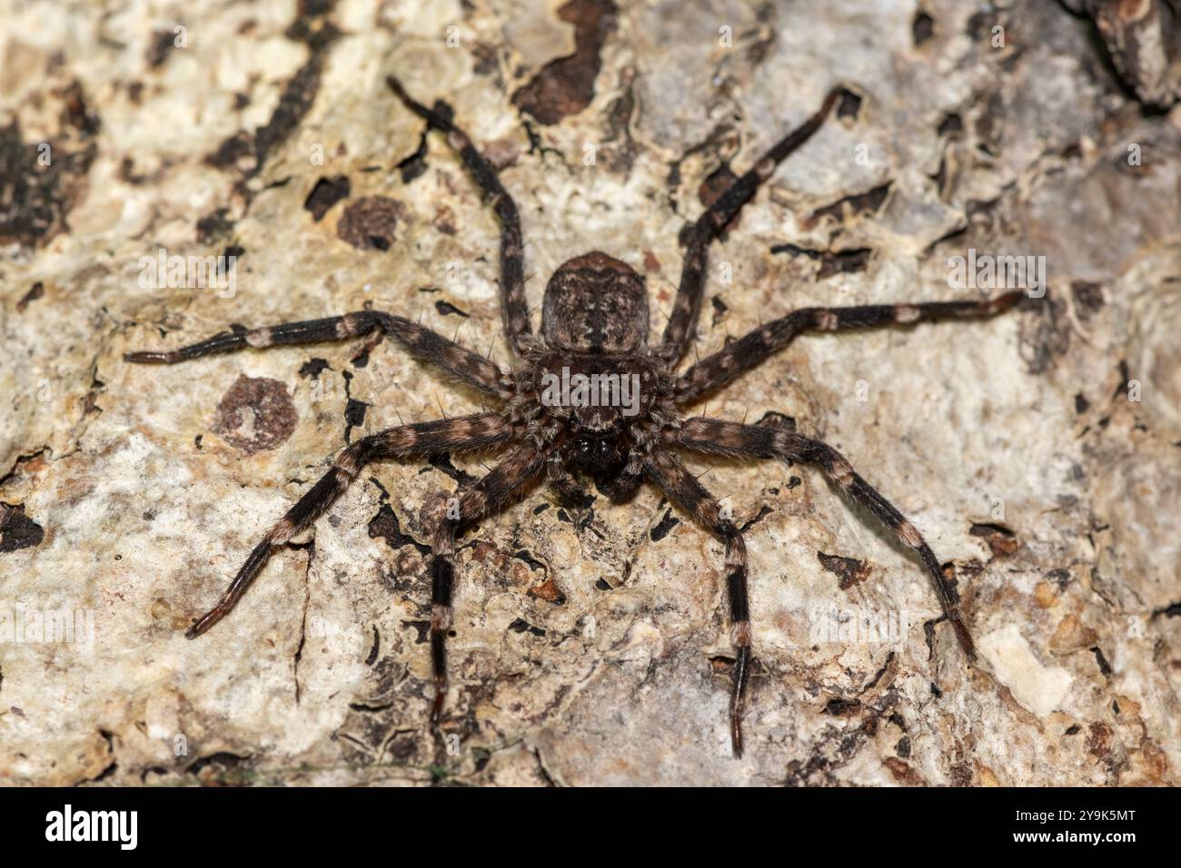 Flatties (Selenopidae), also called a wall crab spider or wall spider ...