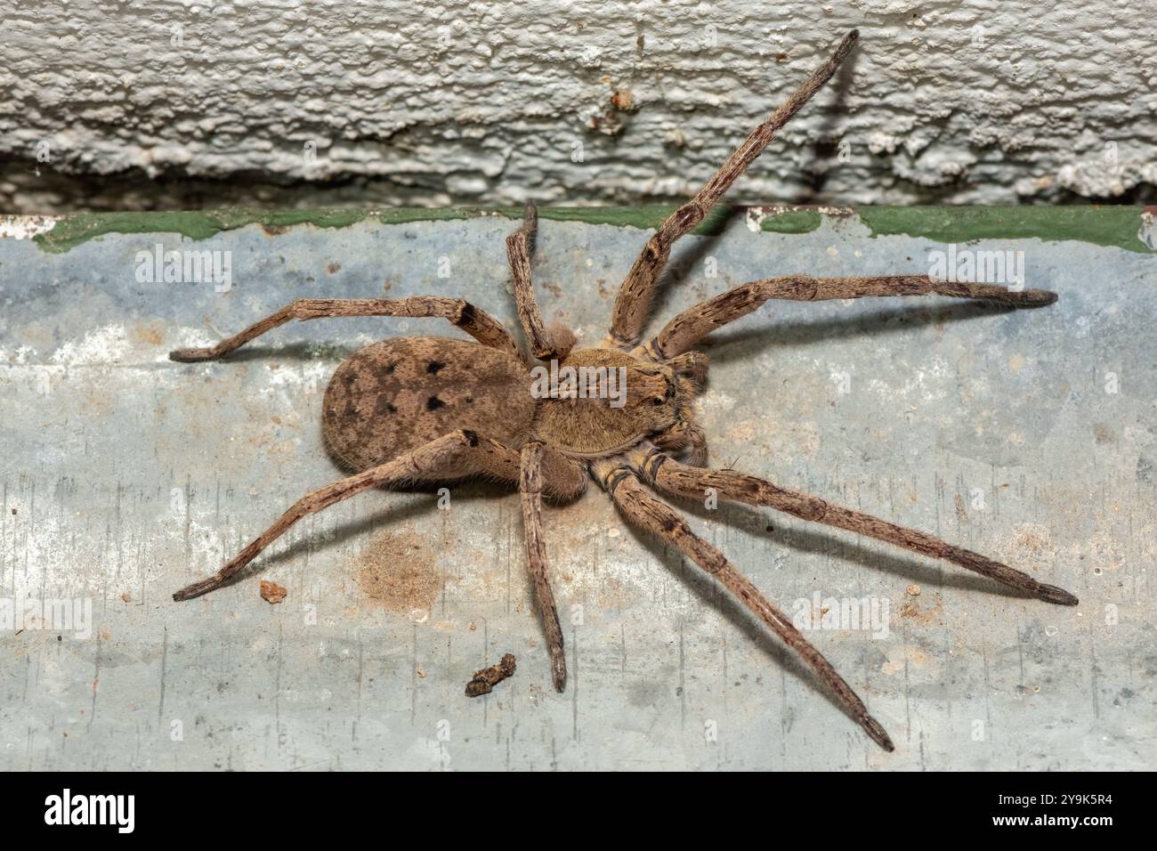 A beautiful tropical wolf spider (Ctenus sp), a species of wandering ...