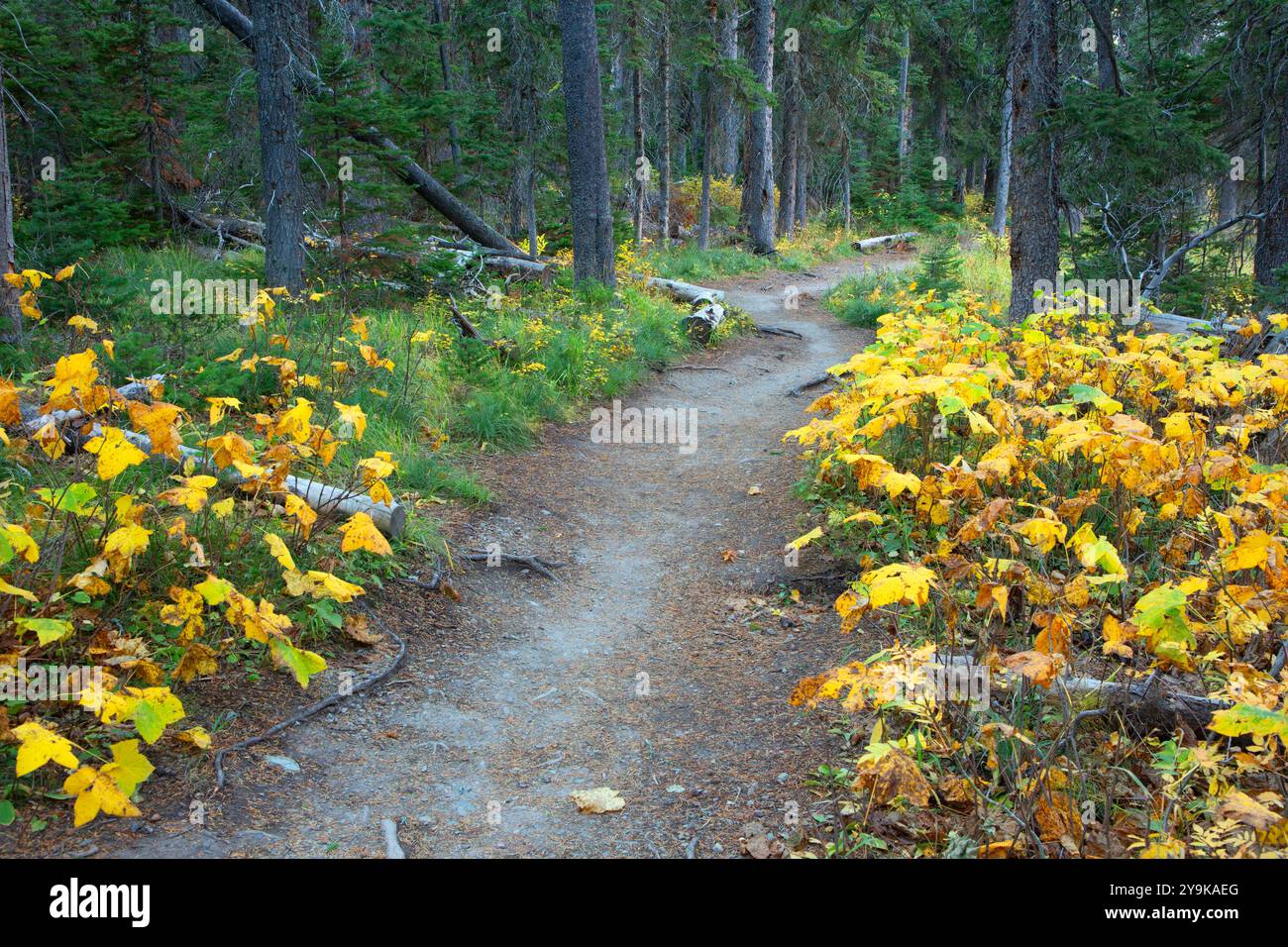Two Medicine South Shore Trail, Glacier National Park, Montana Stock ...