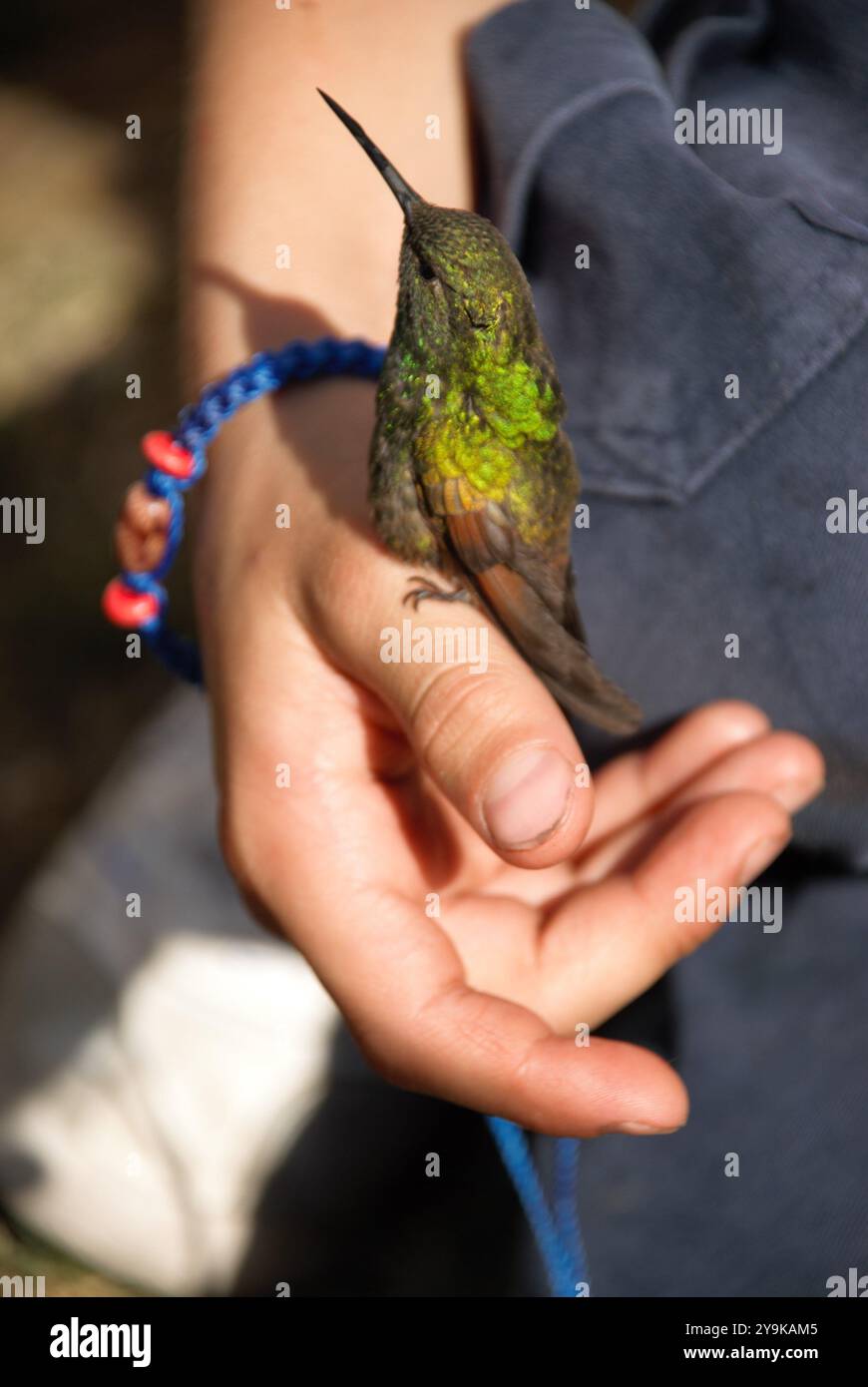 A small hummingbird standing on a hand of a boy Stock Photo - Alamy