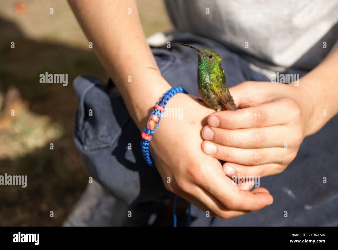 A small hummingbird standing on a hand of a boy Stock Photo - Alamy