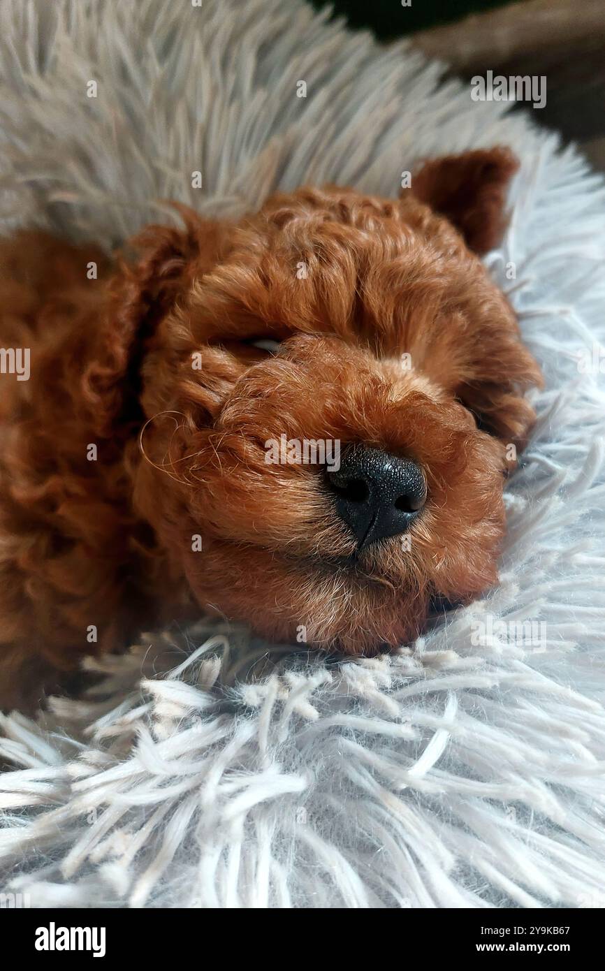 Toy Poodle fawn, with dark reddish brown coat Stock Photo - Alamy