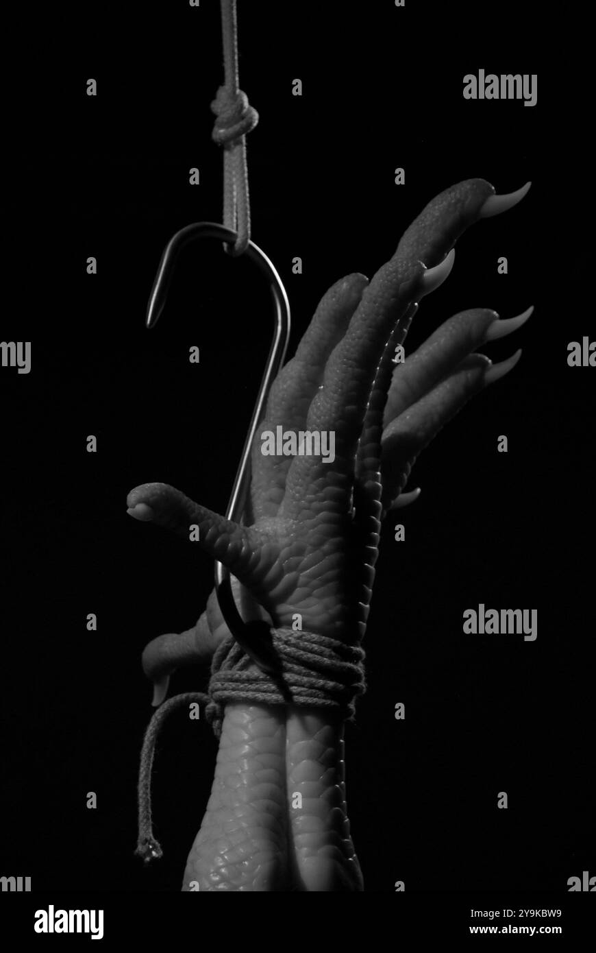 Upside down catching chicken hi-res stock photography and images - Alamy