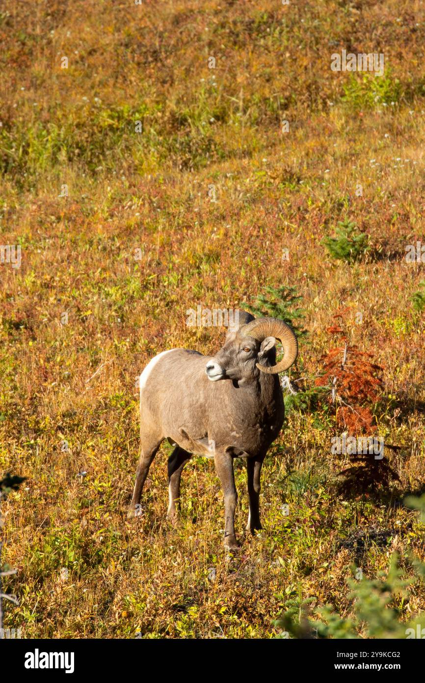 Bighorn sheep (Ovis canadensis), Glacier National Park, Montana Stock ...