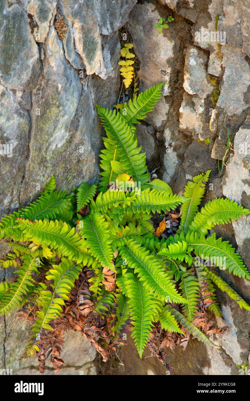 Northern holly fern (Polystichum lonchitis) along Highline Trail ...