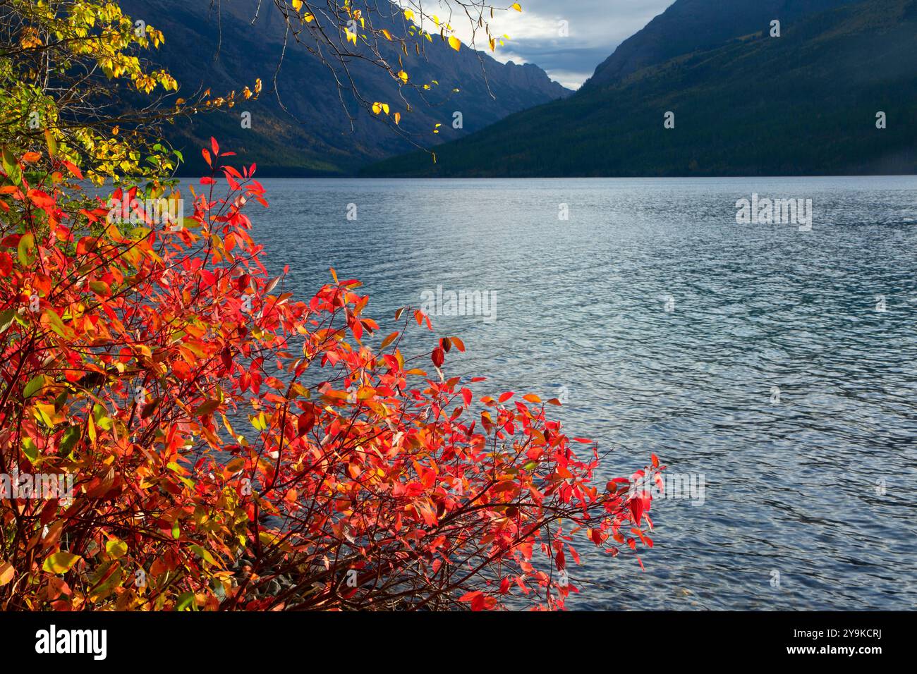 Kintla Lake with red-osier dogwood along Boulder Pass Trail, Glacier ...