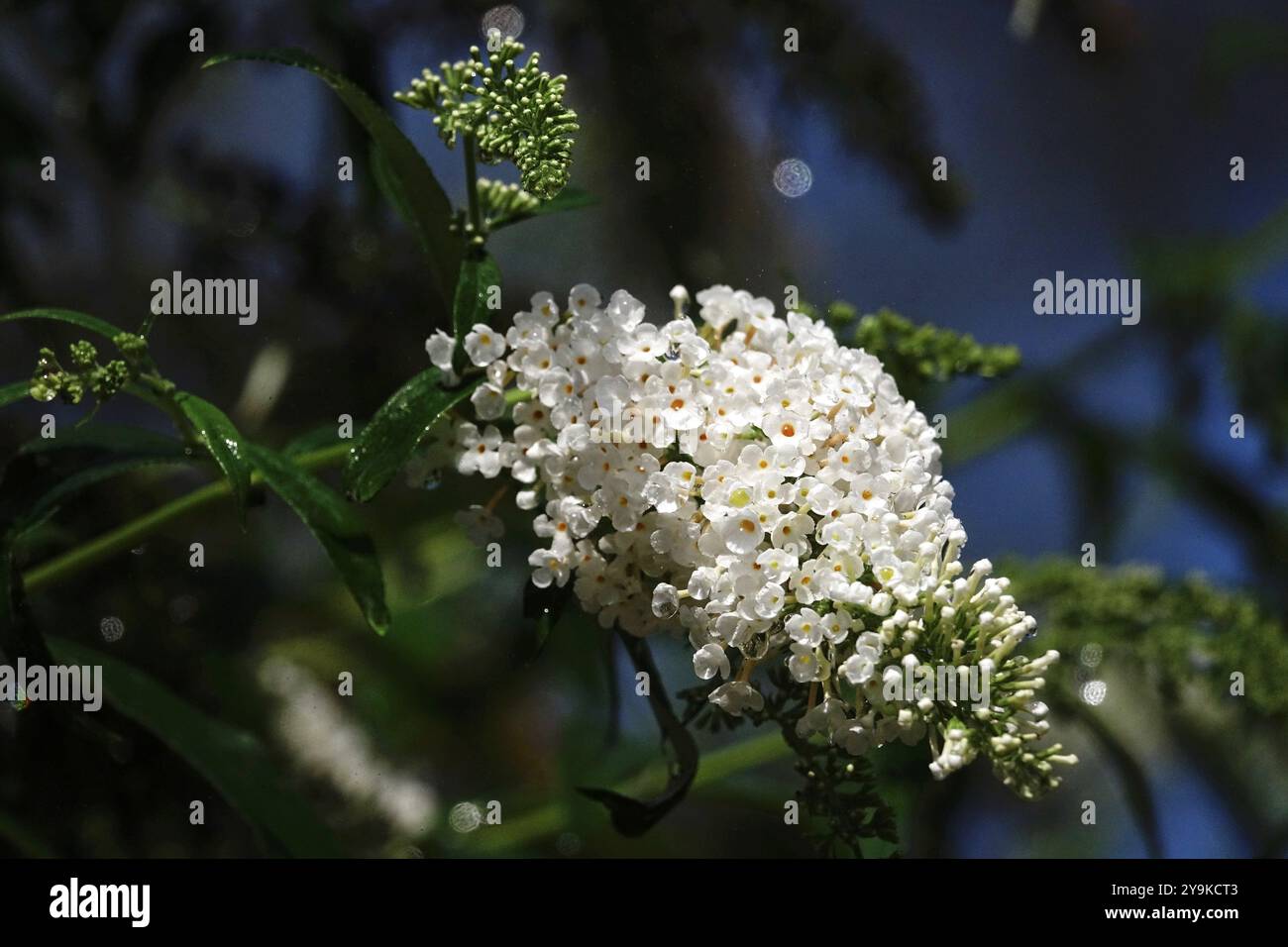 September butterfly bush hi-res stock photography and images - Alamy
