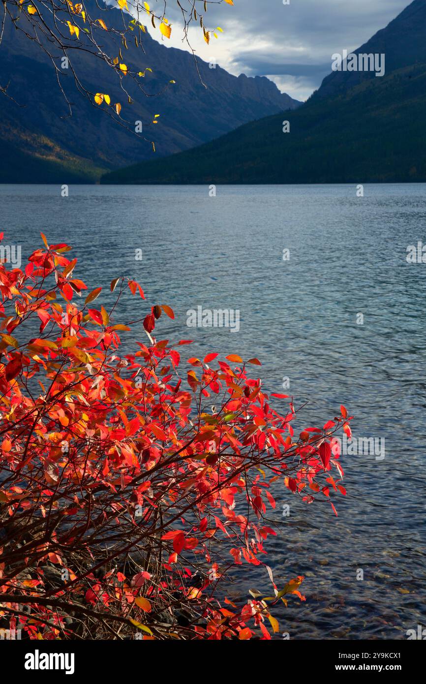 Kintla Lake with red-osier dogwood along Boulder Pass Trail, Glacier ...