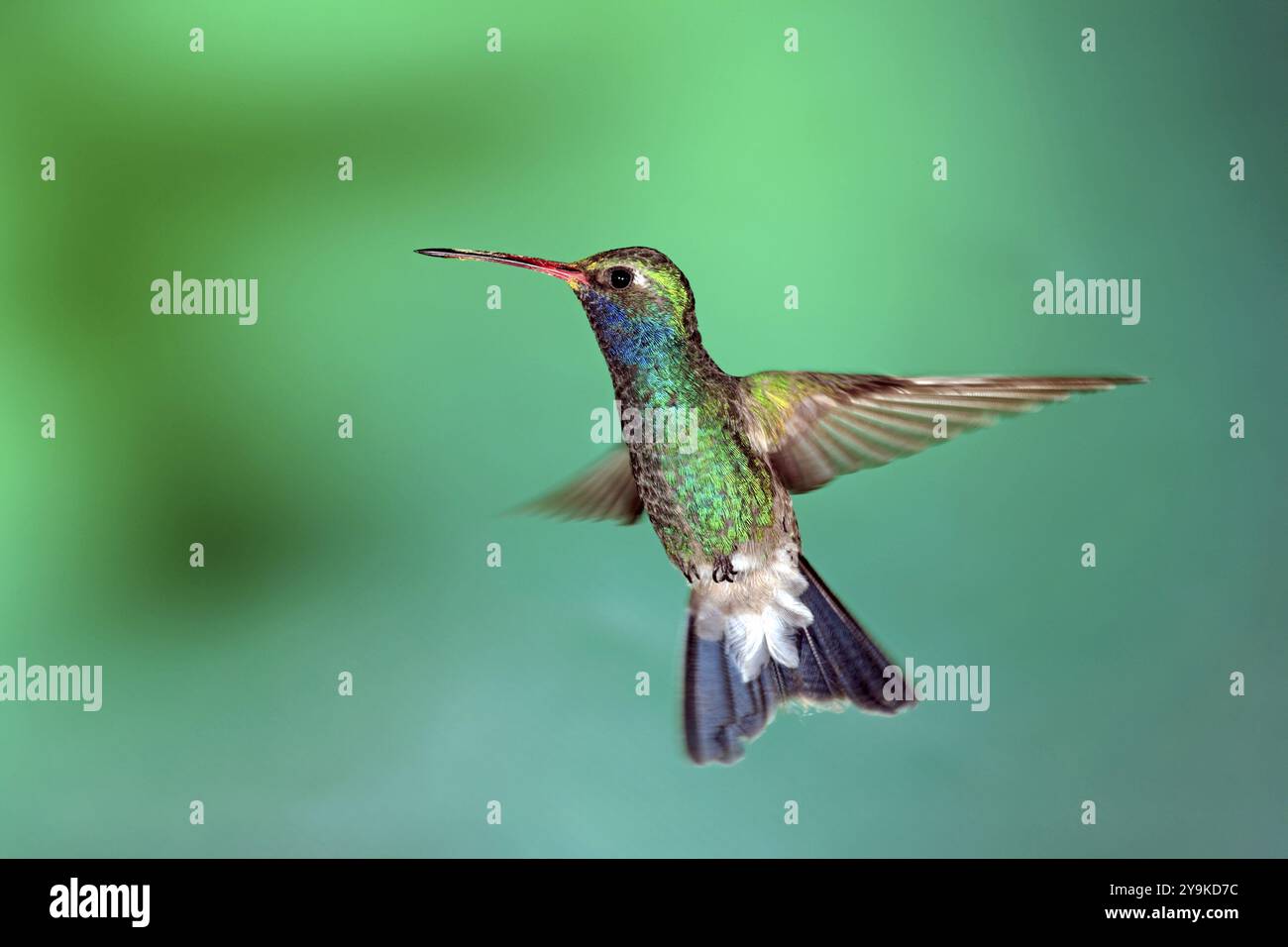 Broad-billed Hummingbird (Cynanthus latirostris), Blue-throated Broad ...