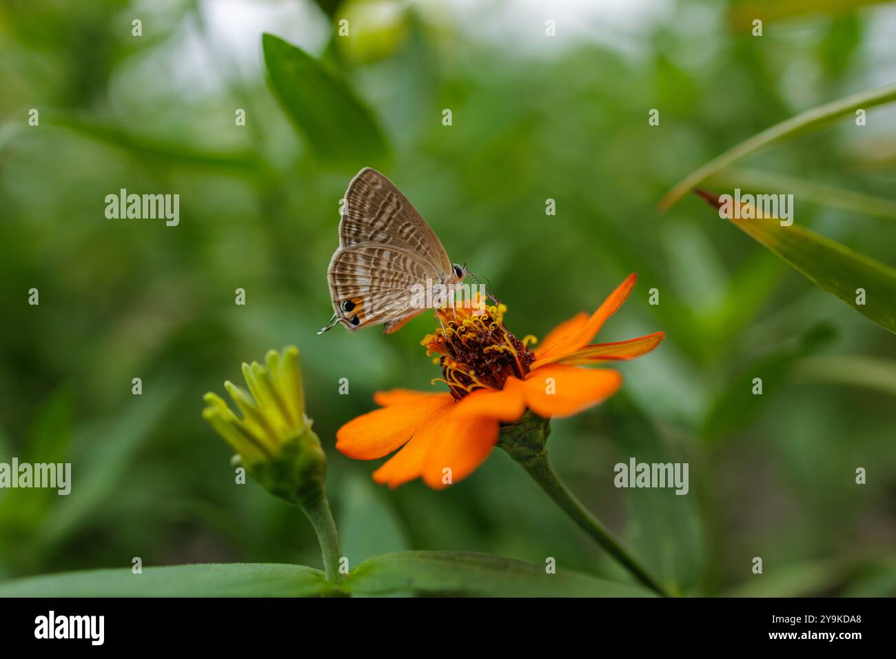 Side view of a moth gathering nectar from the florets of a vibrant ...