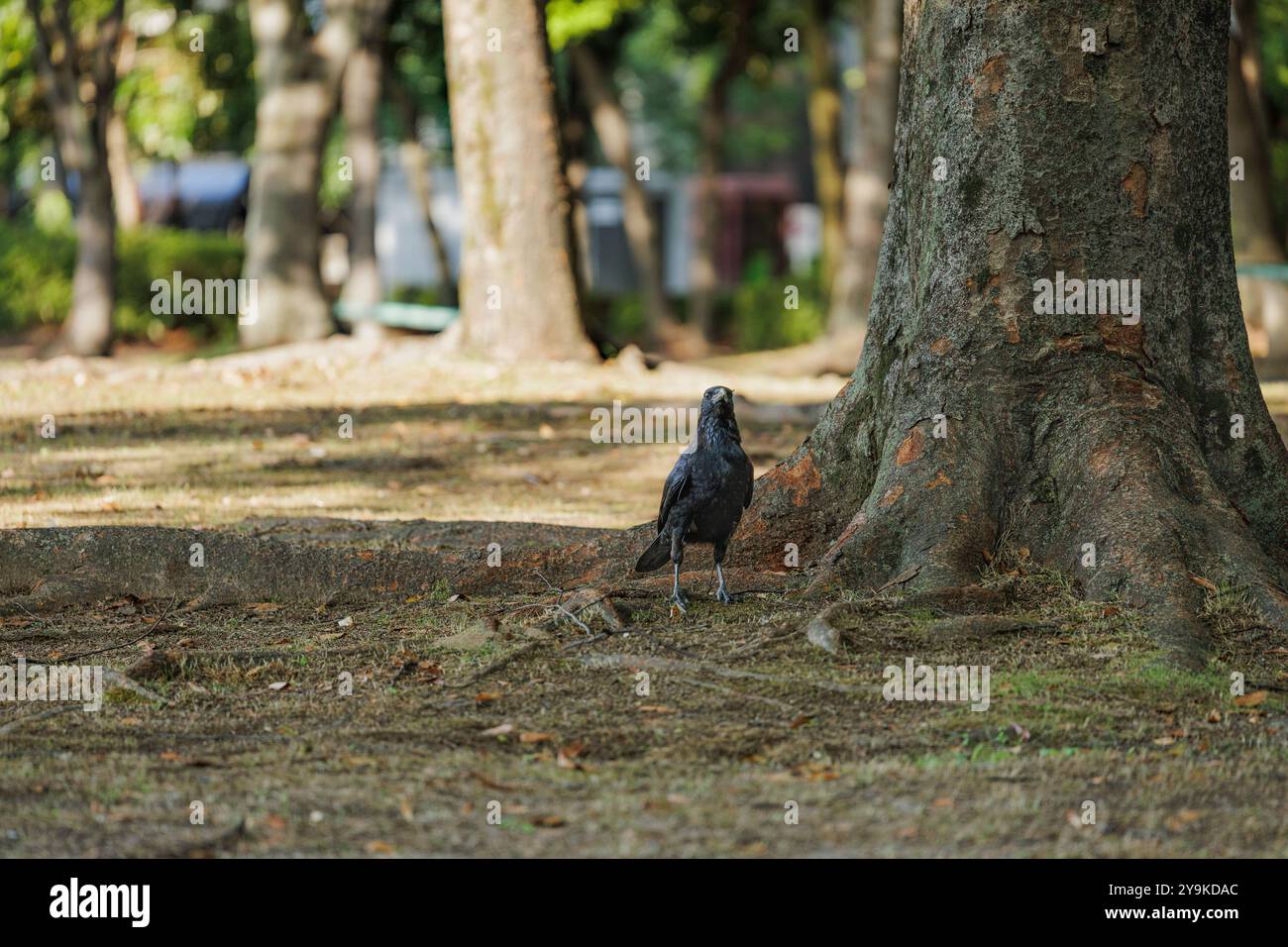 Tree park crow setting hi-res stock photography and images - Alamy
