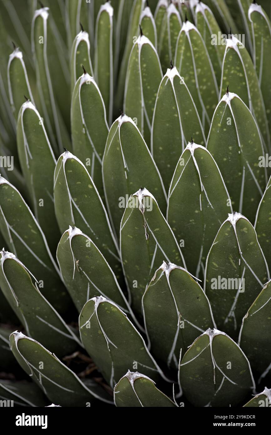 Royal Agave Victoriae-Reginae (Royal Royal Agave), Arizona, Sonora ...
