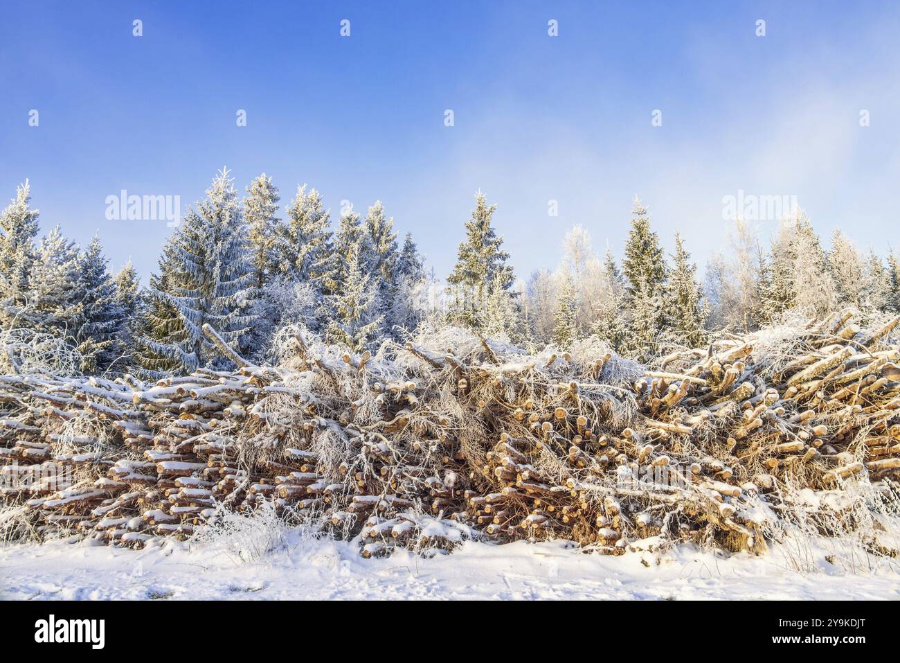 Timber pile by a snowy forest in the winter, Sweden, Europe Stock Photo ...