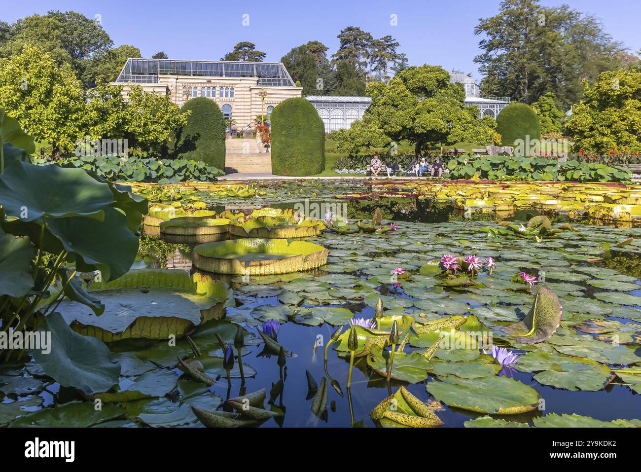 Water lily pond in the Zoological-Botanical Garden, Moorish Garden of ...