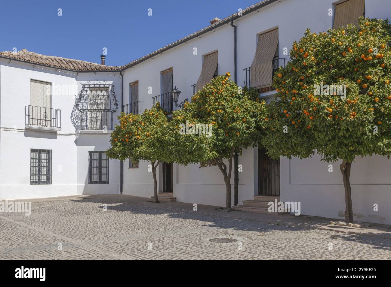 Pomeranian trees in the old town centre of Ronda, Andalusia, Spain ...
