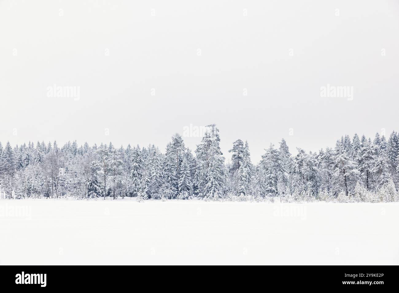 Forest with frost and snowy trees by a field in a desolate landscape in ...