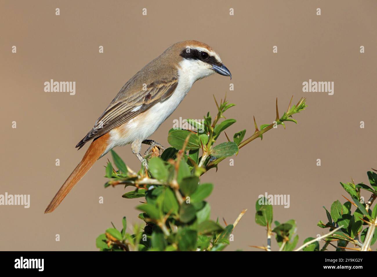 Red-tailed shrike, Turkestan shrike, Isabelline shrike, subspecies ...