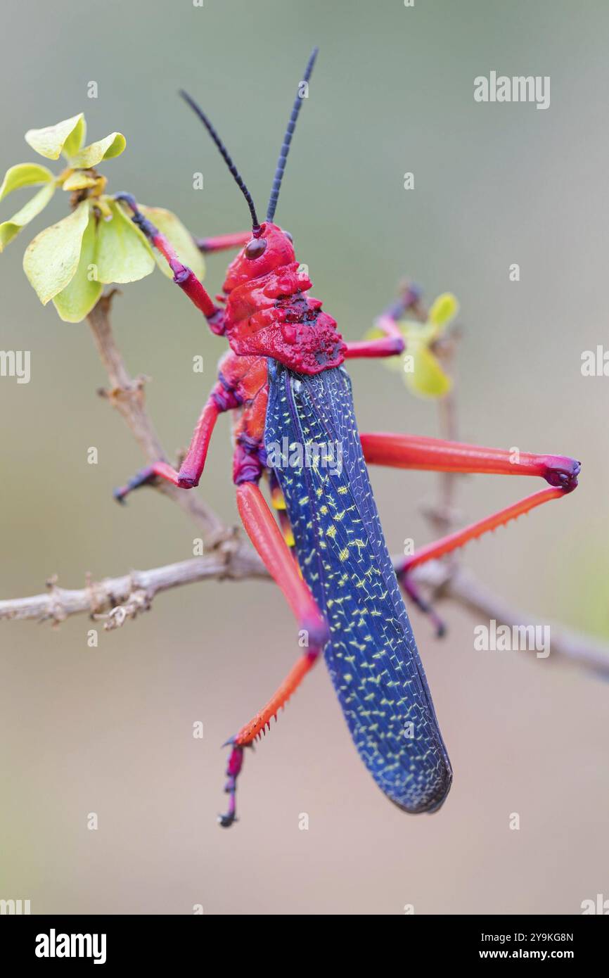 Grasshopper, insect, (Phymateus morbillosus), Africa, South Africa ...