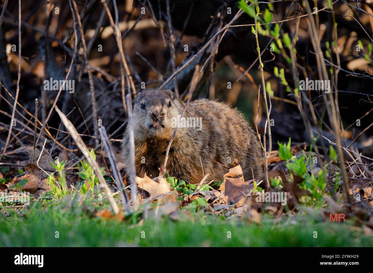 Close up groundhog hi-res stock photography and images - Alamy