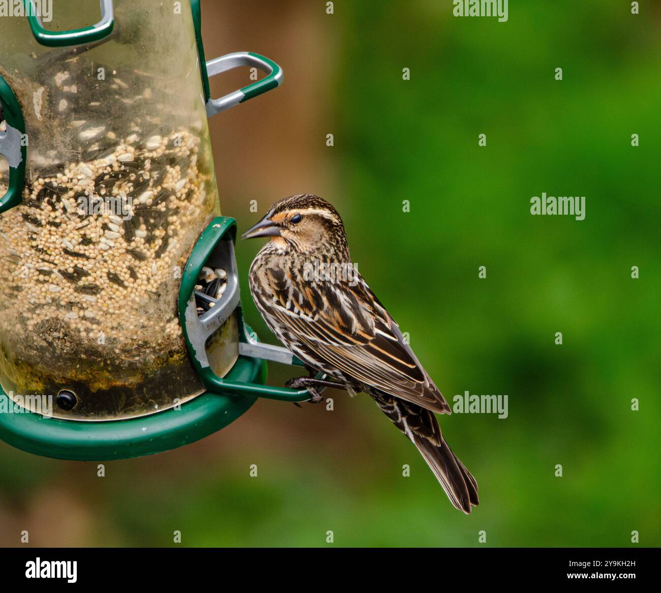 Young bird photo hi-res stock photography and images - Alamy