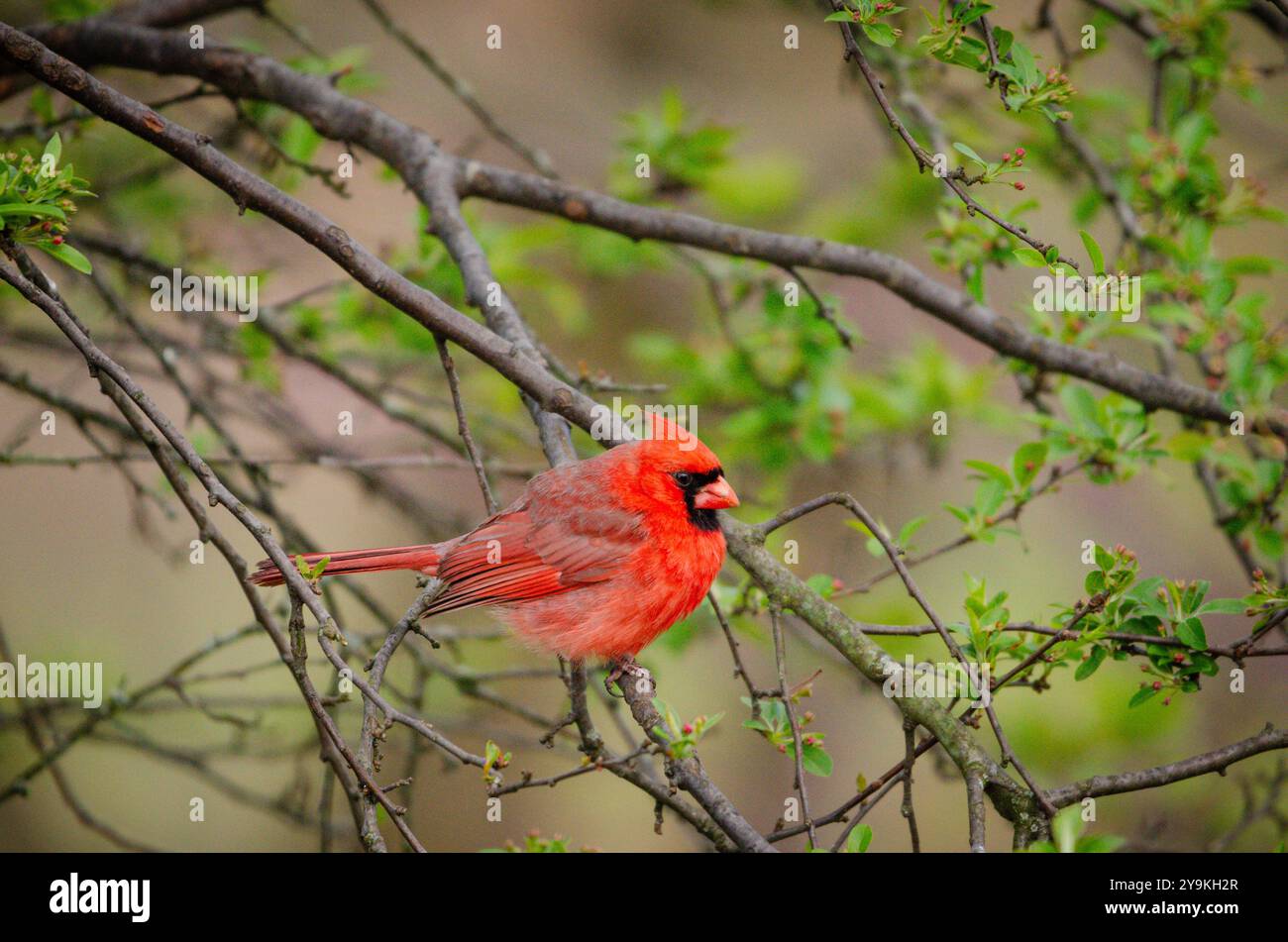 Cardinal in tree Stock Photo - Alamy