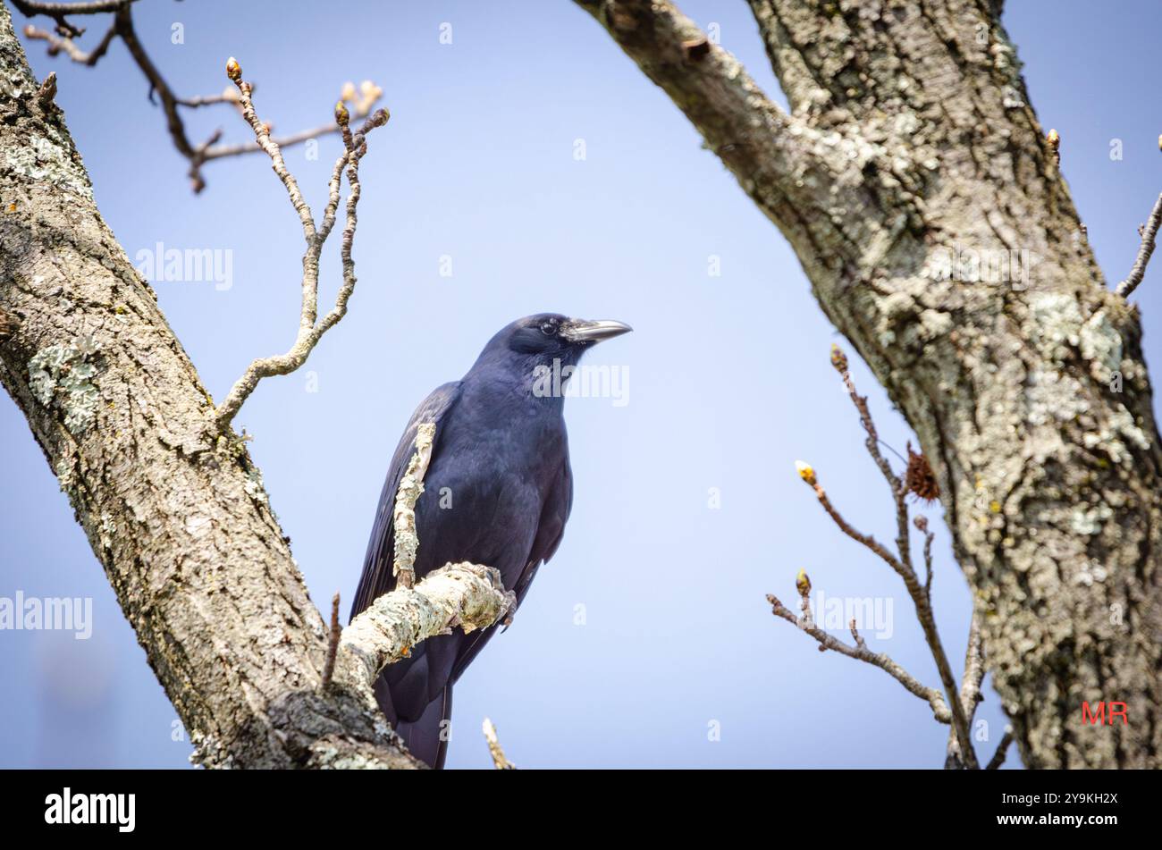 American Crow in Tree Stock Photo - Alamy
