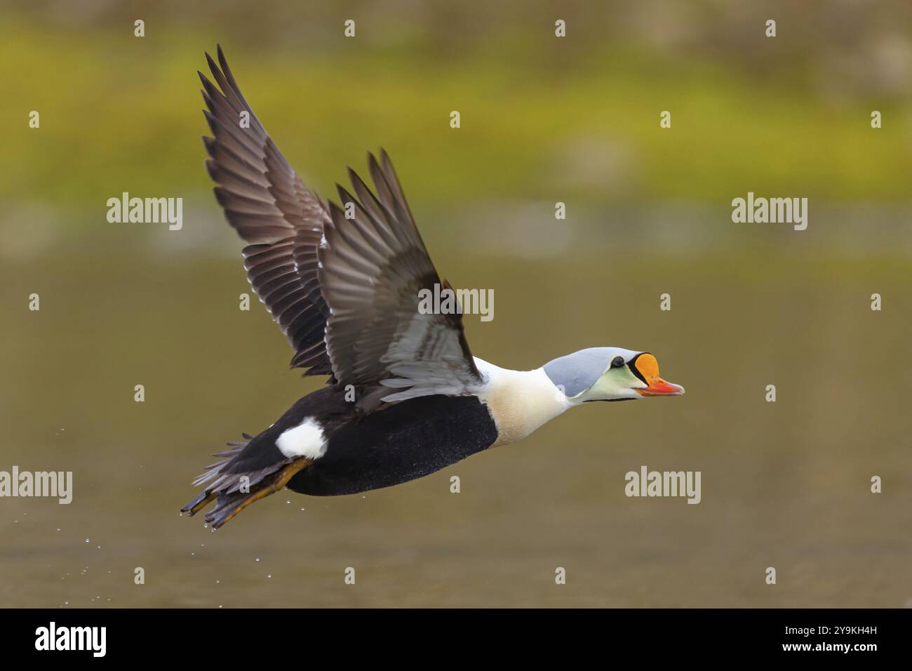 Common eider, (Somateria spectabilis), male, drake, Norway, Spitsbergen ...