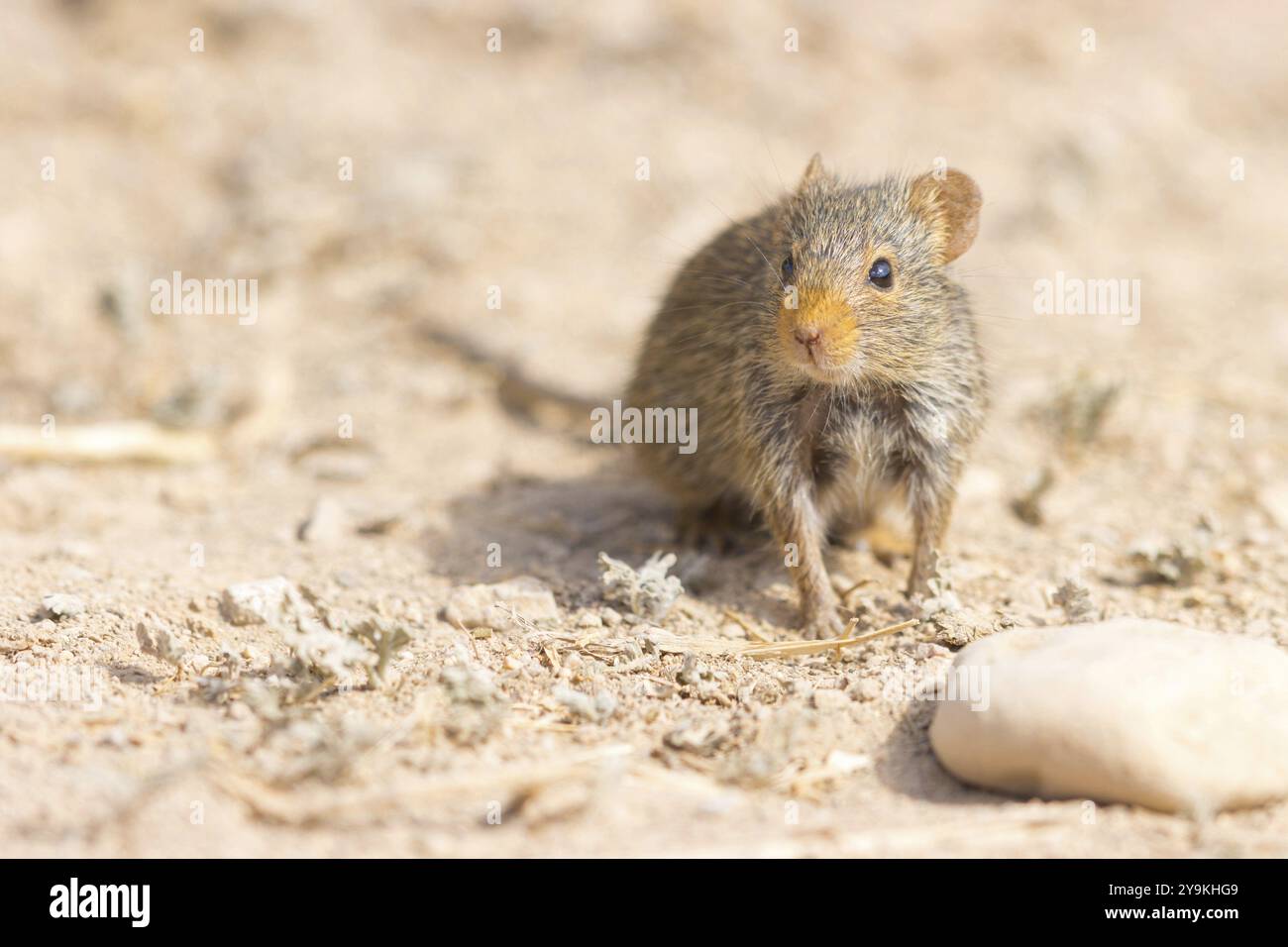 Nile rat hi-res stock photography and images - Alamy